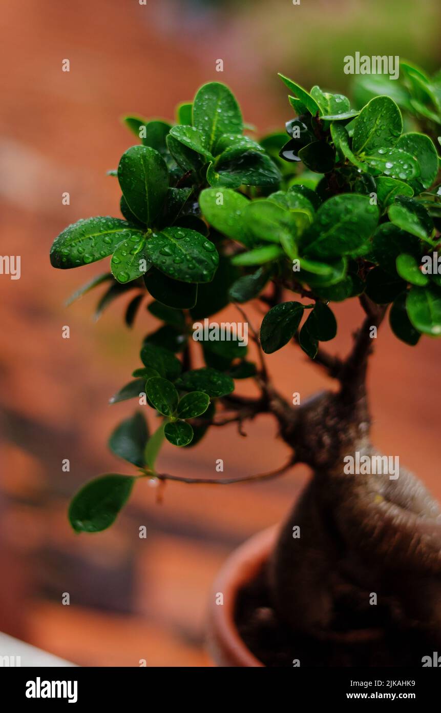 decorative green tangerine tree with orange fruit in a pot and ficus in ...