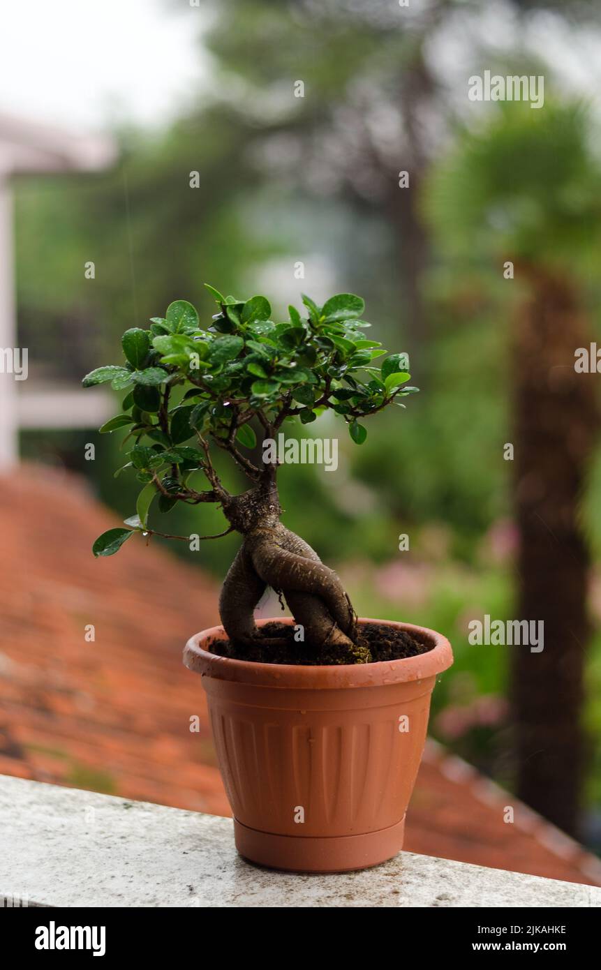 decorative green tangerine tree with orange fruit in a pot and ficus in ...
