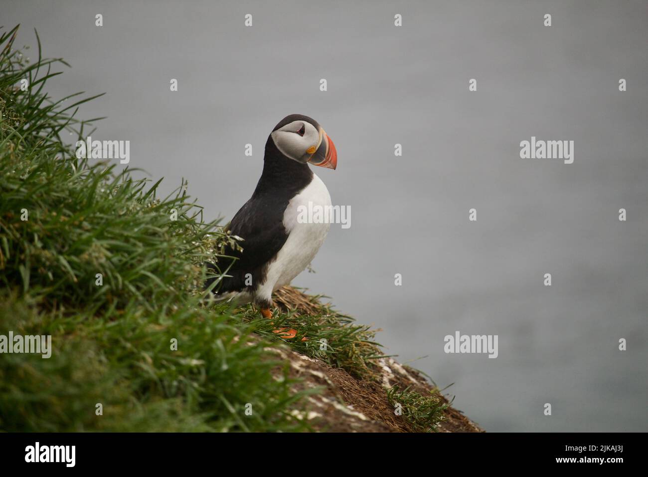 Puffinfamily hi-res stock photography and images - Alamy