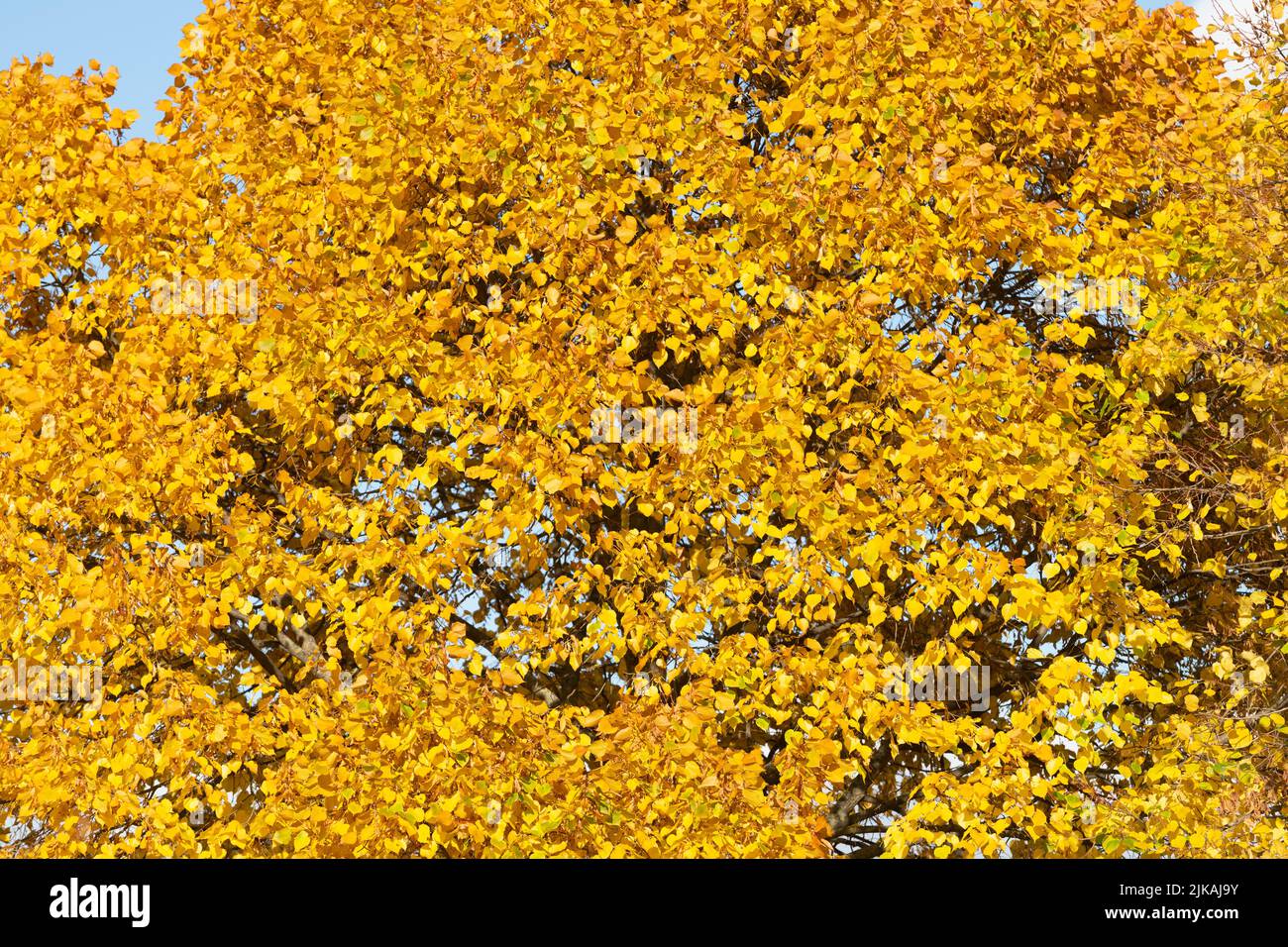autumn background of tree with fall yellow leaves Stock Photo - Alamy