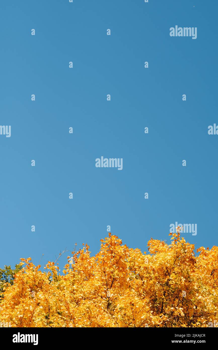 autumn landscape yellow tree crowns blue sky Stock Photo - Alamy