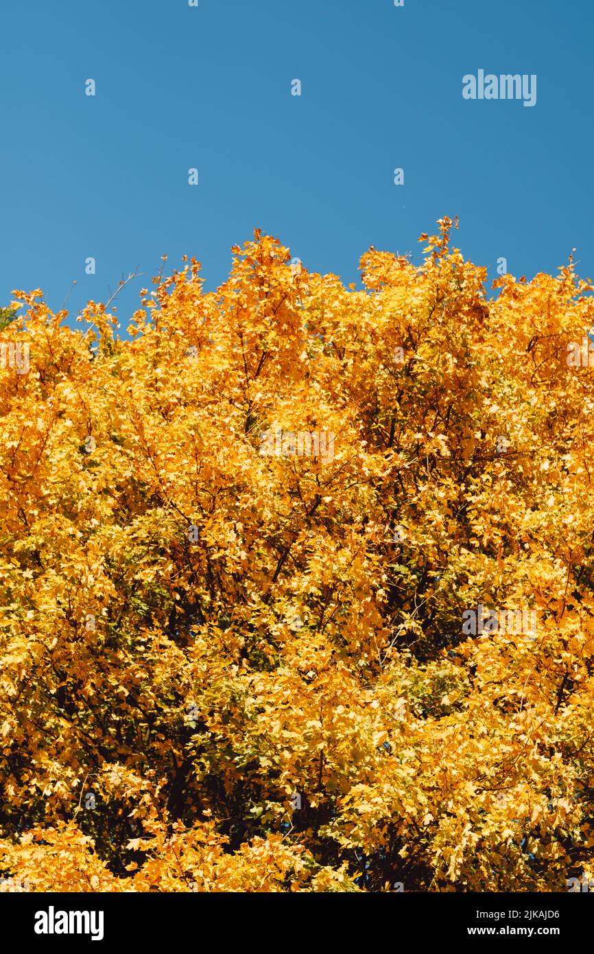 autumn landscape yellow tree crowns blue sky Stock Photo - Alamy