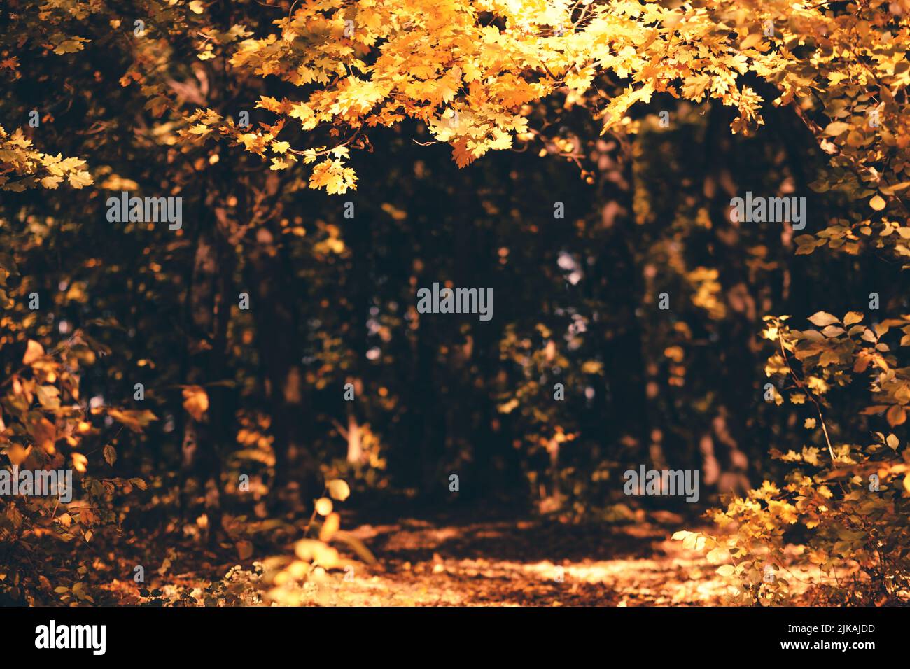 fall landscape forest autumn nature background Stock Photo - Alamy