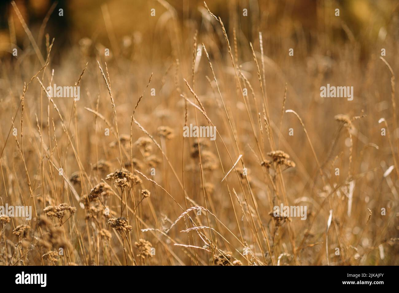 harvest time golden grass meadow fall background Stock Photo - Alamy