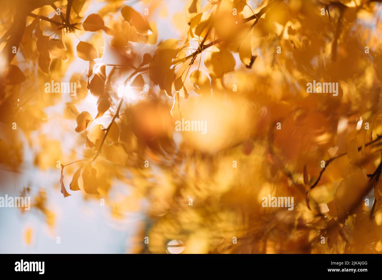 fall nature sun lights leaves autumn background Stock Photo - Alamy