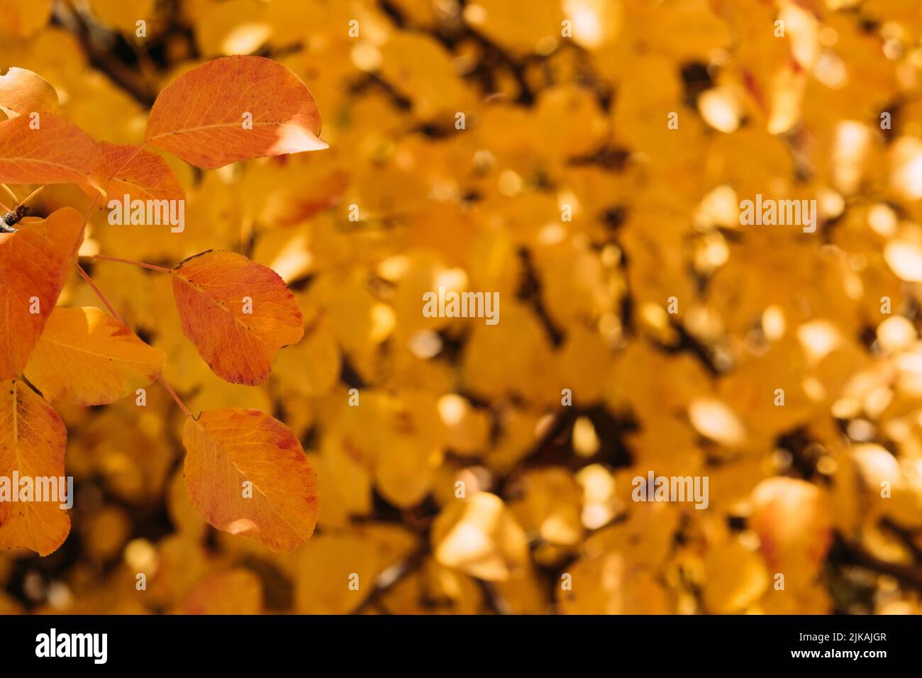 fall nature autumn leaves golden trees background Stock Photo - Alamy