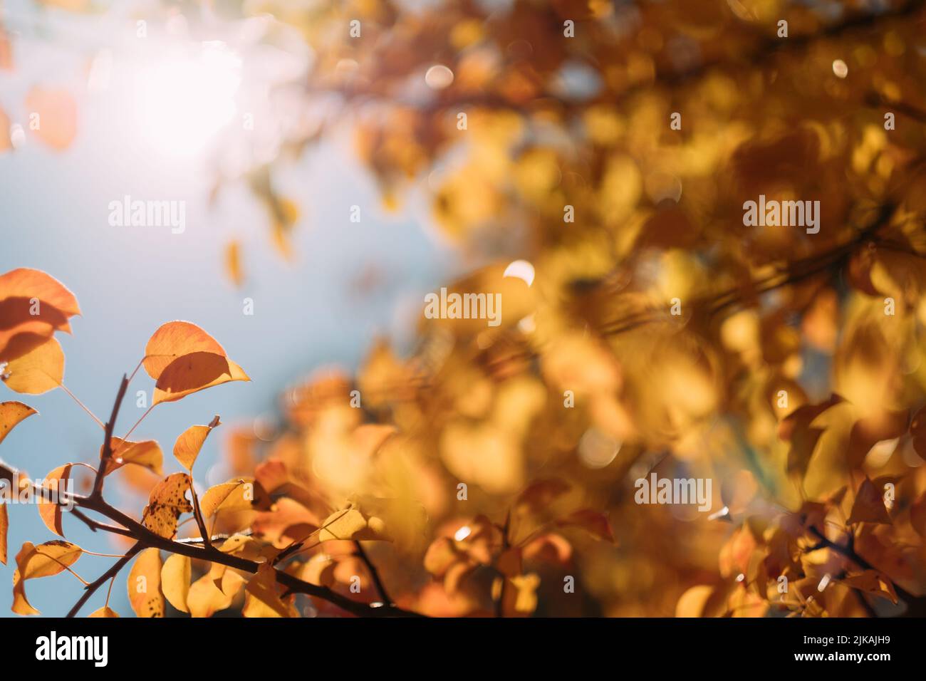 fall nature park leaves blue sky autumn background Stock Photo - Alamy