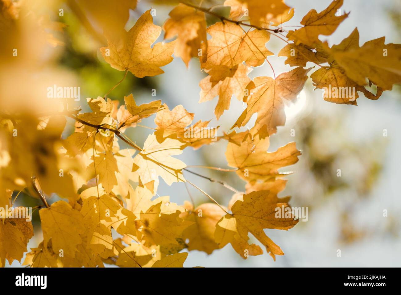 Abstract light autumn floral hi-res stock photography and images - Alamy