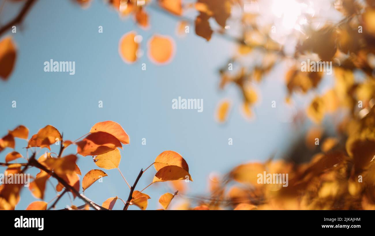 fall nature landscape leaves blue sky background Stock Photo - Alamy