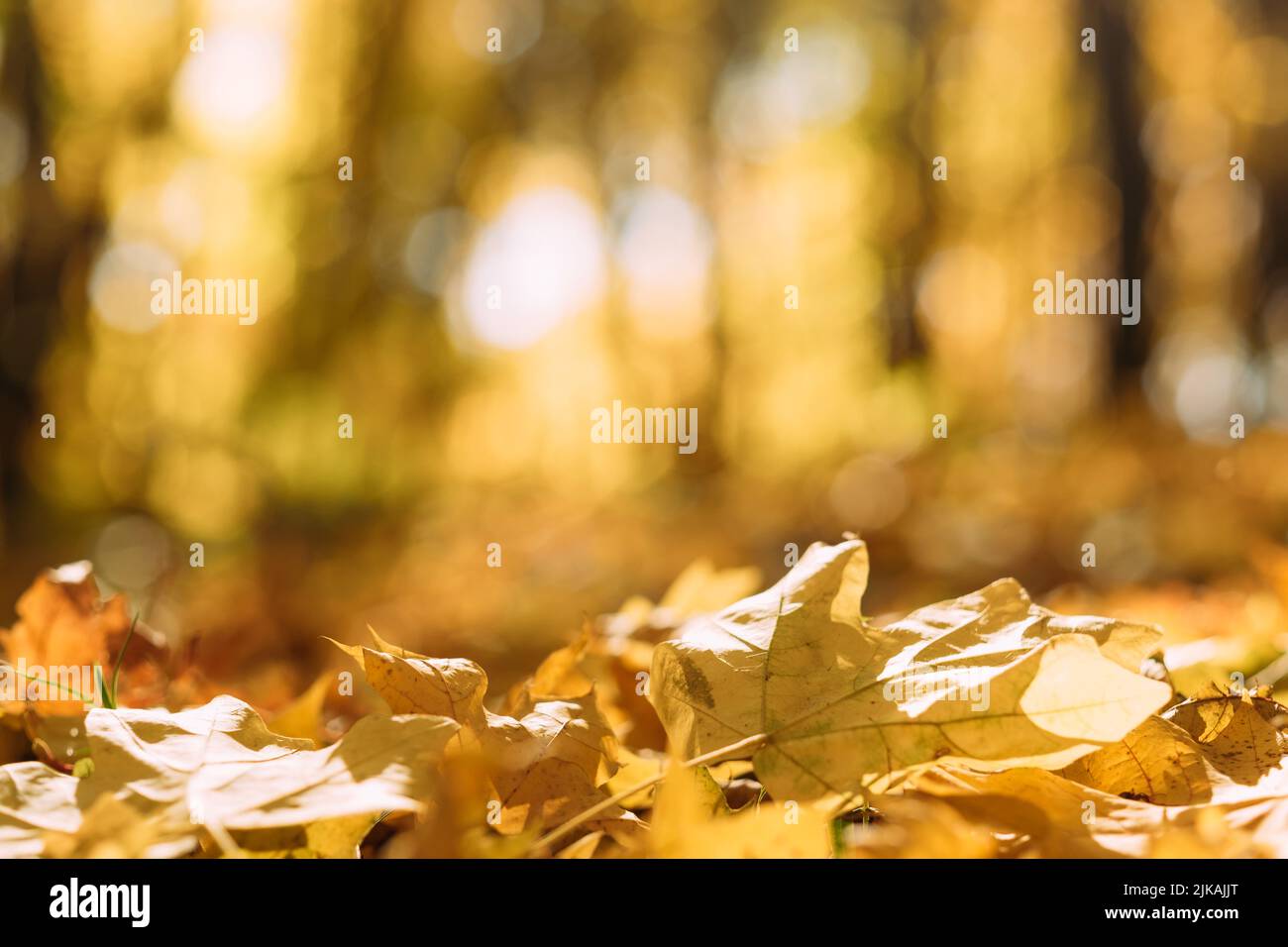 fall landscape maple leaves nature park background Stock Photo - Alamy