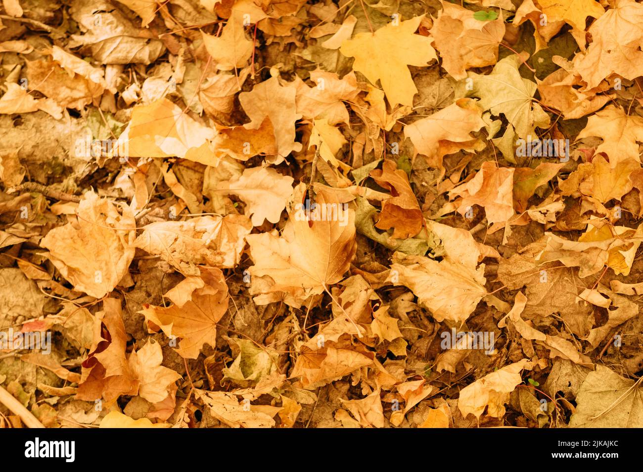 autumn forest faded leaves nature background Stock Photo - Alamy