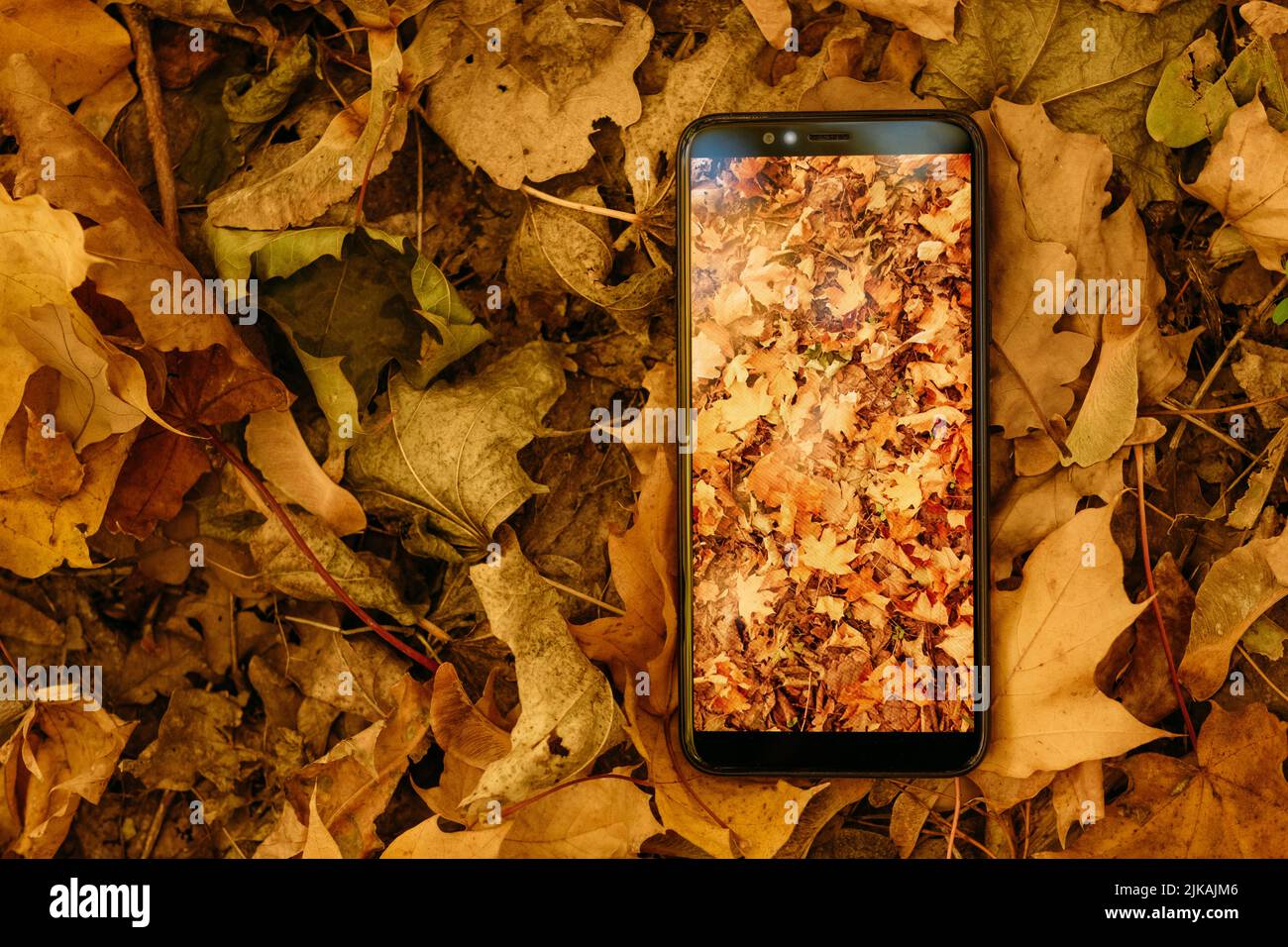 smartphone autumn foliage faded leaves background Stock Photo - Alamy