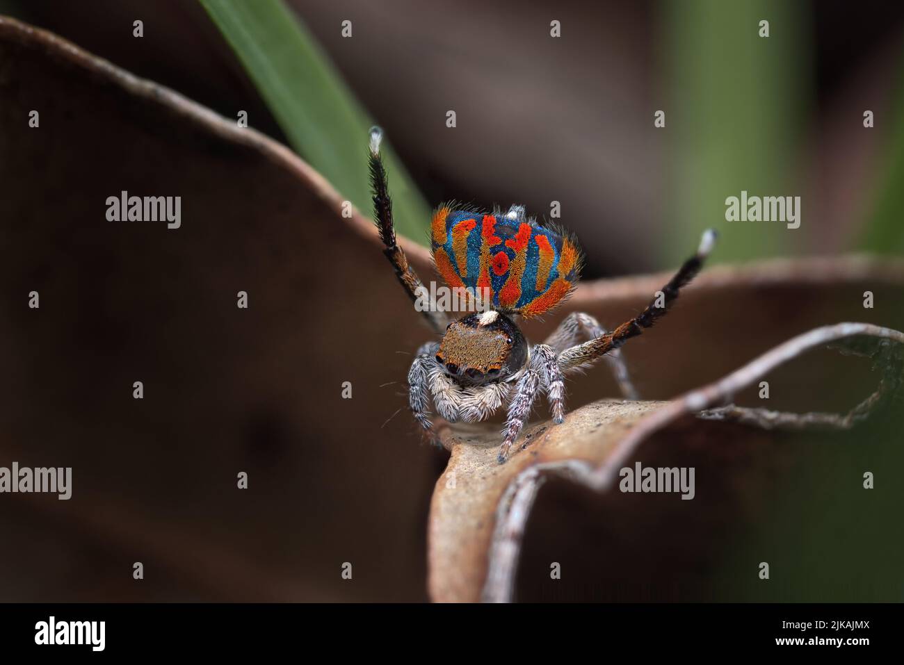 Maratus clupeatus hi-res stock photography and images - Alamy