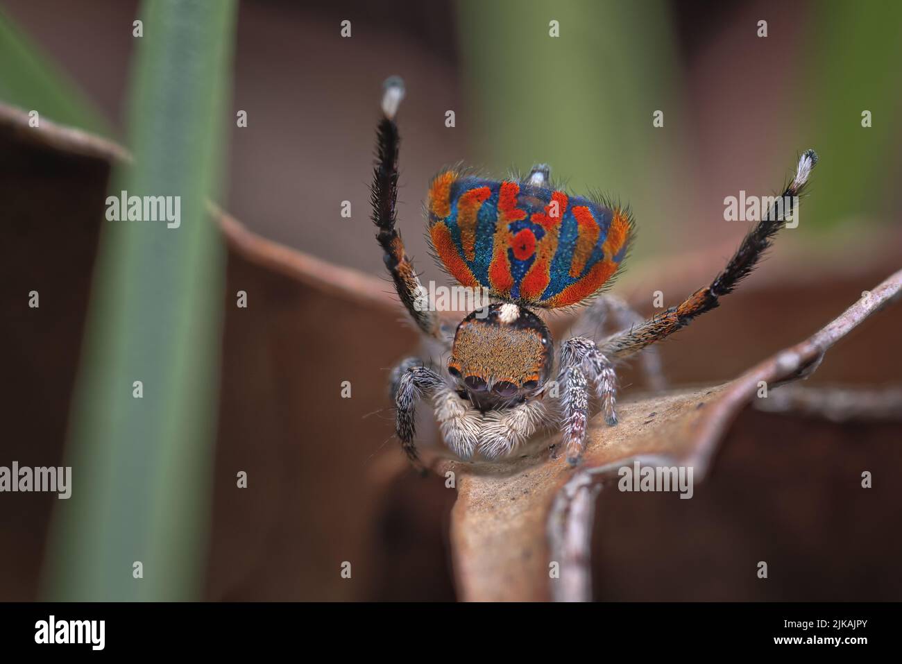 Male Peacock spider (Maratus clupeatus) displaying his breeding colours ...