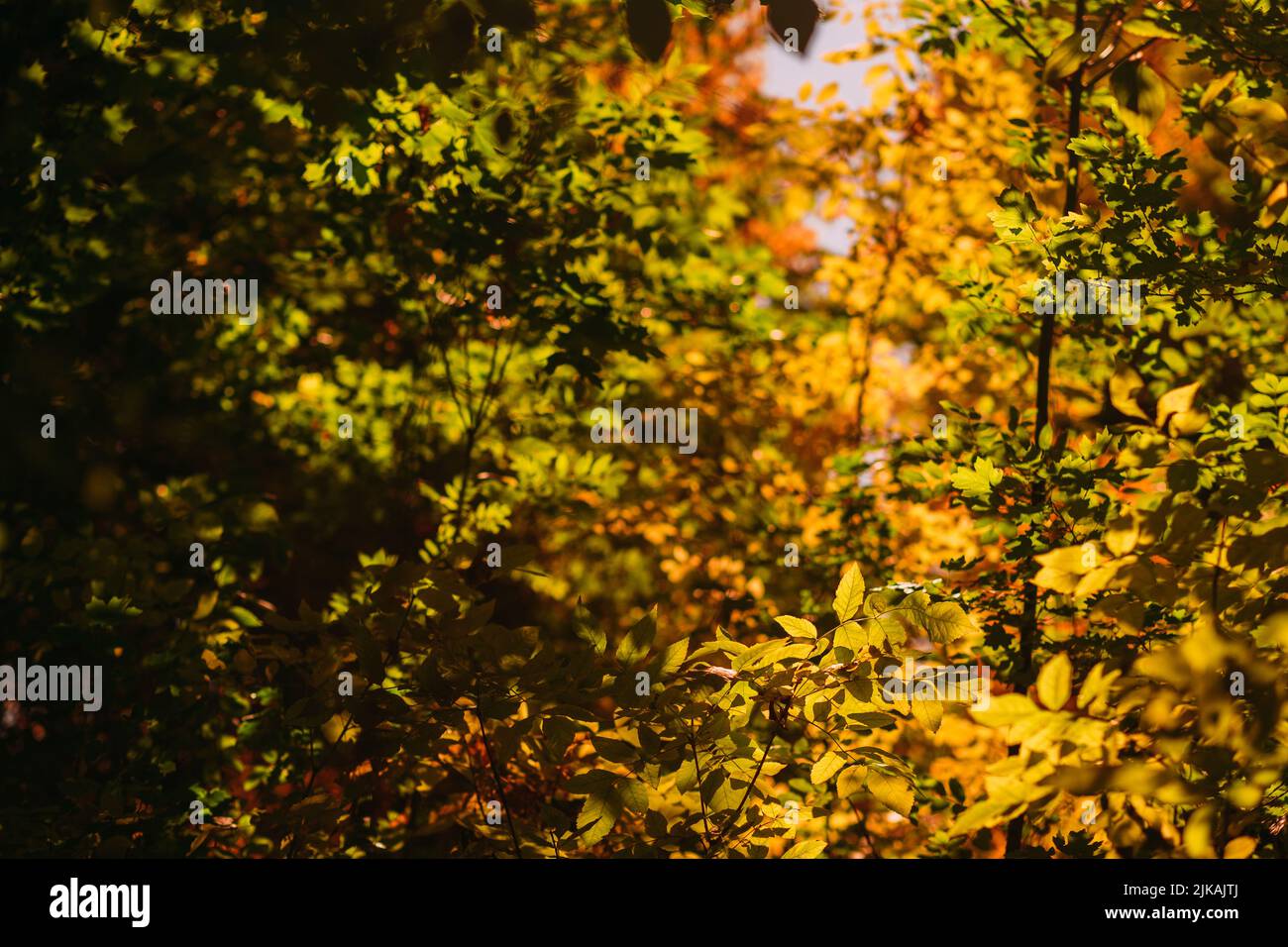 Yellow and green leaves background hi-res stock photography and images ...