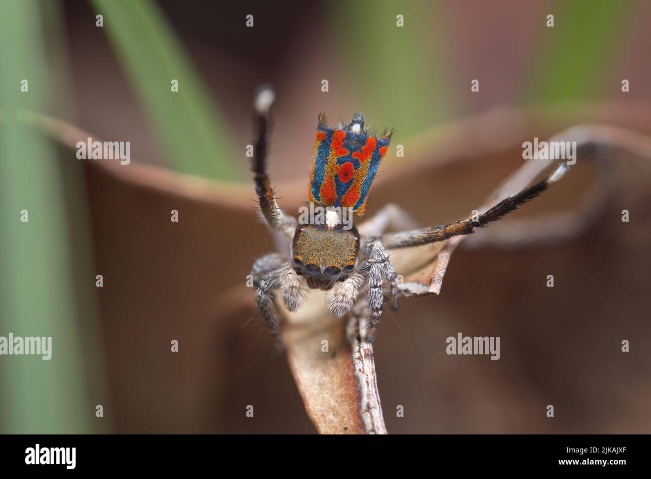 Male Peacock spider (Maratus clupeatus) displaying his breeding colours ...