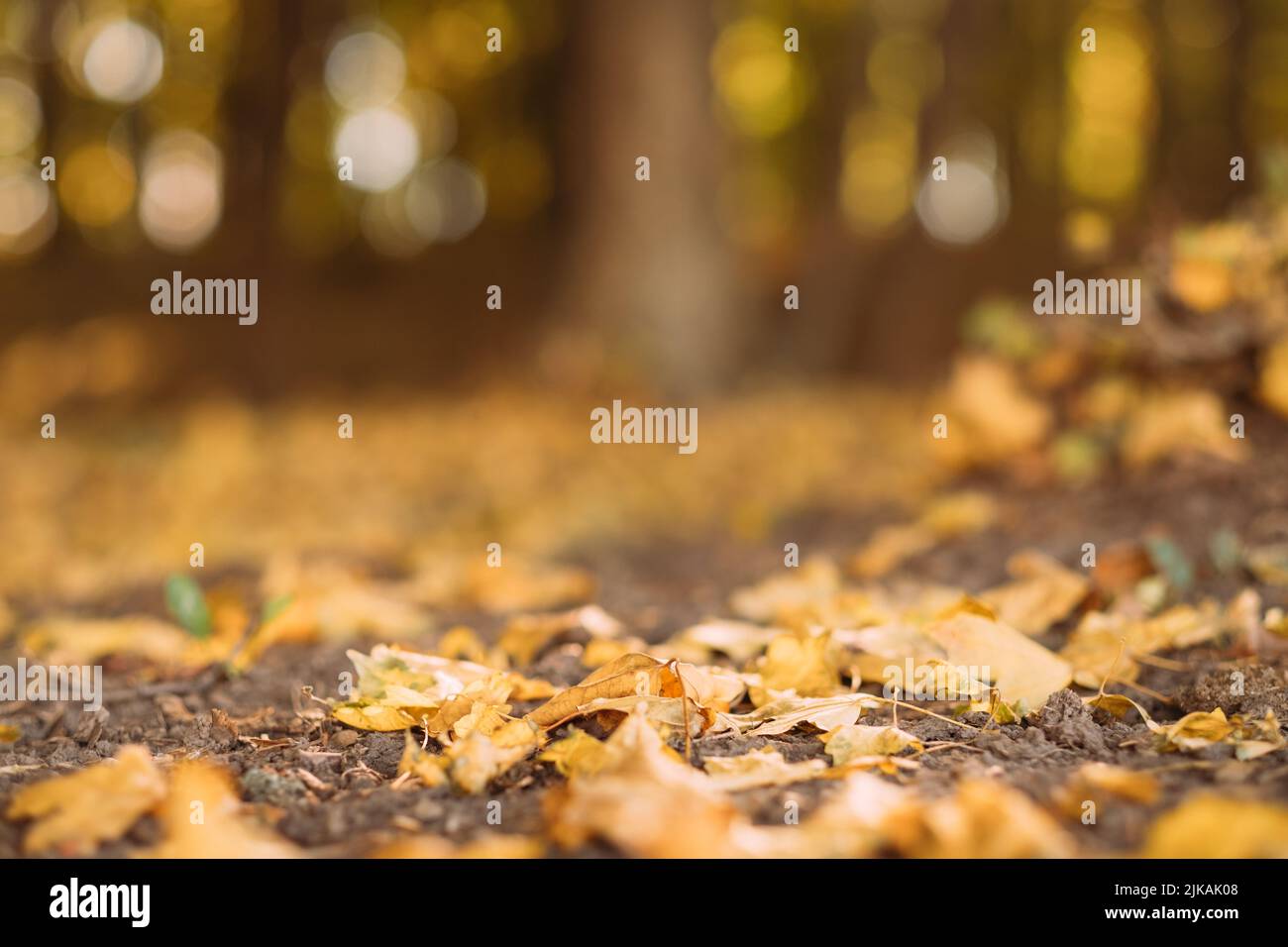 autumn forest yellow leaves nature park background Stock Photo - Alamy