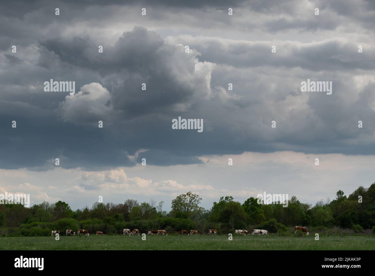 Small cows graze in pasture under huge clouds, cattle herd in free ...