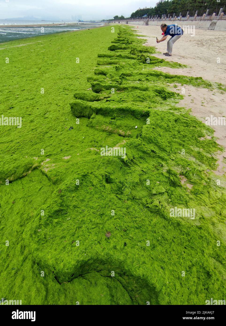 YANTAI, CHINA - AUGUST 1, 2022 - Pedestrians walk past a beach covered ...