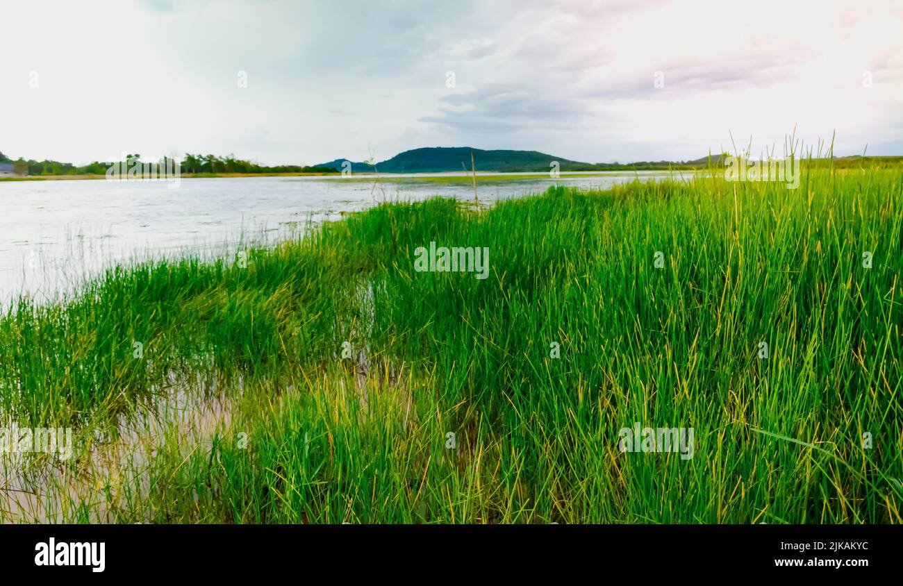 Lepironia articulata field with lake and nature landscape background ...