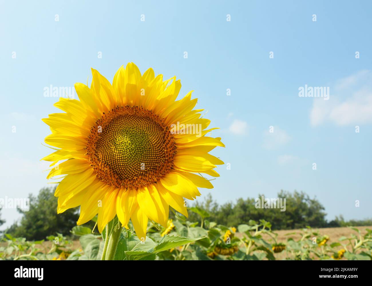 Sunflower in a sunflower field hi-res stock photography and images - Alamy