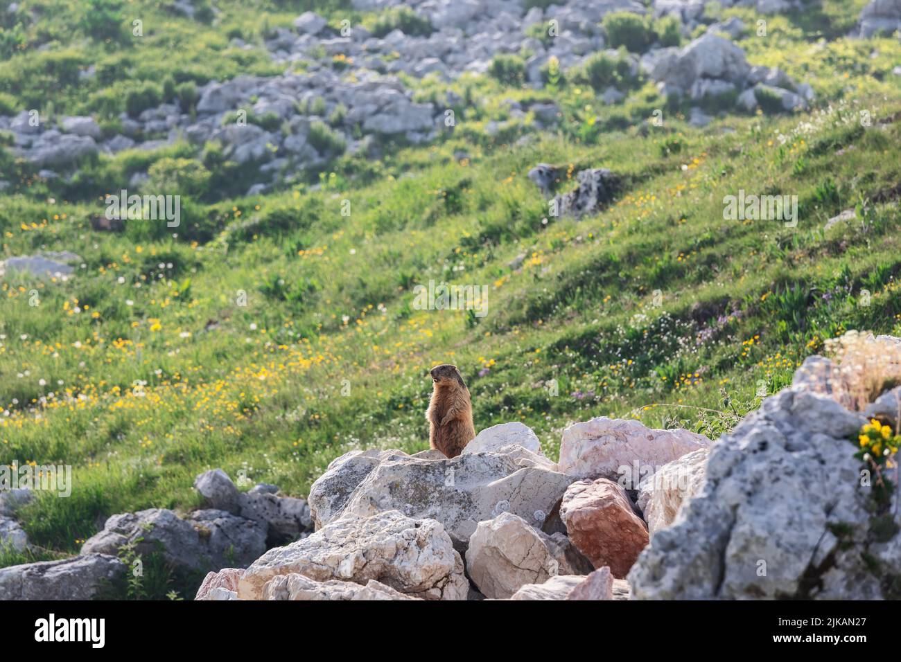 Сurious Alpine Marmot peers attentively into the distance on a summer ...