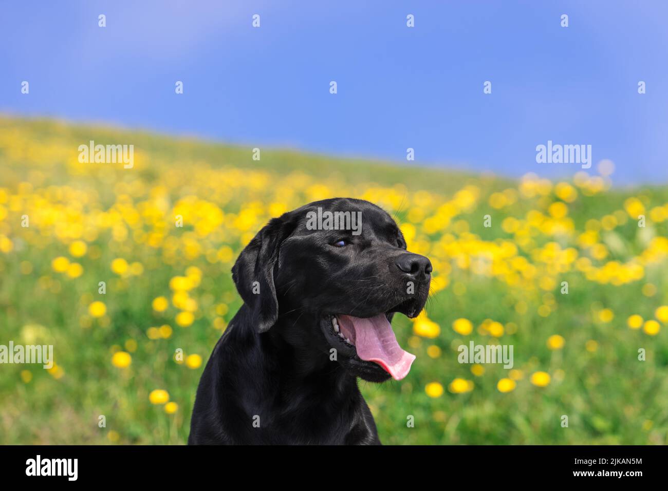 Three-quarter portrait of a young beautiful black labrador against the ...