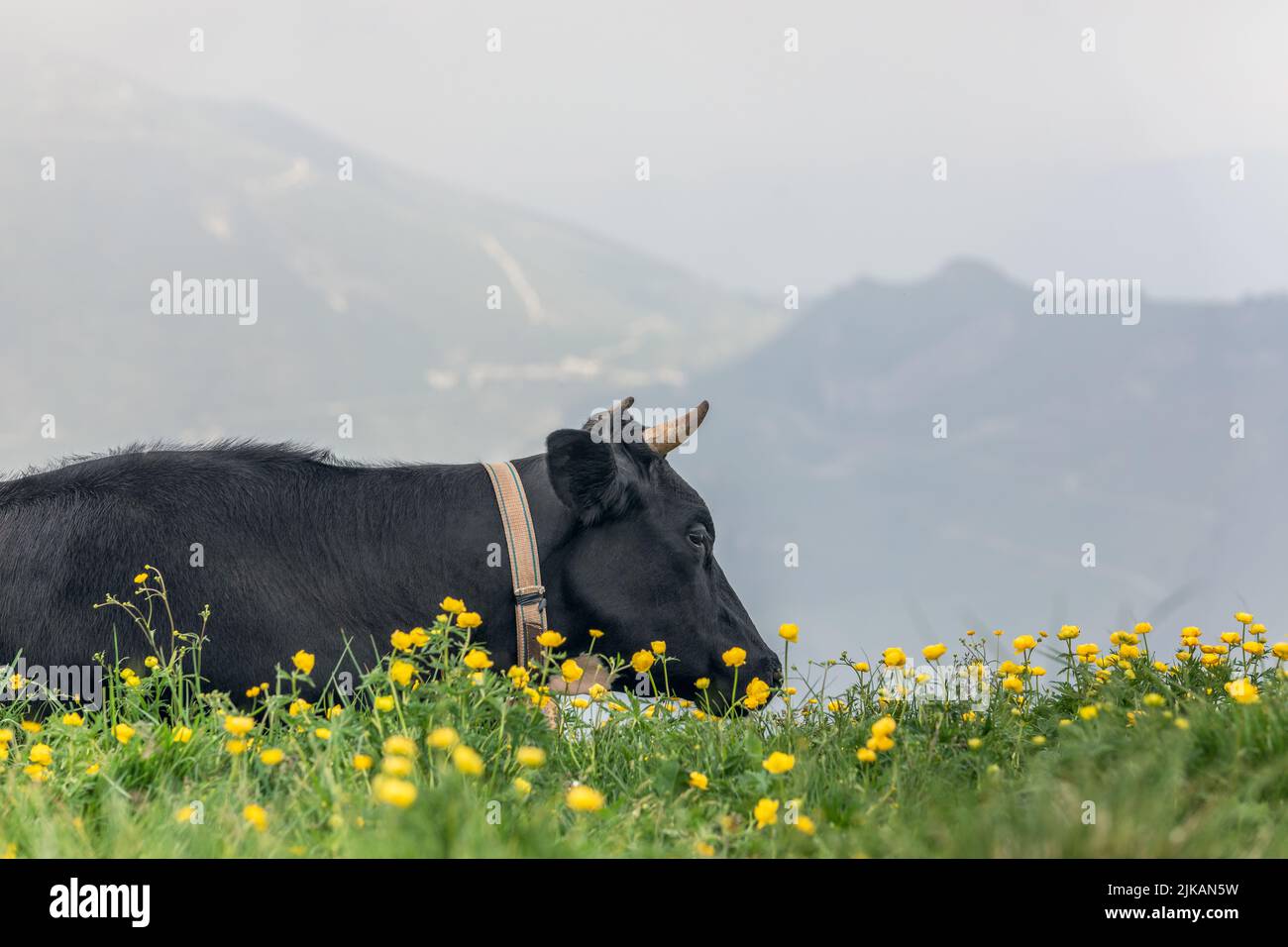 Highland cow with flowers hi-res stock photography and images - Alamy