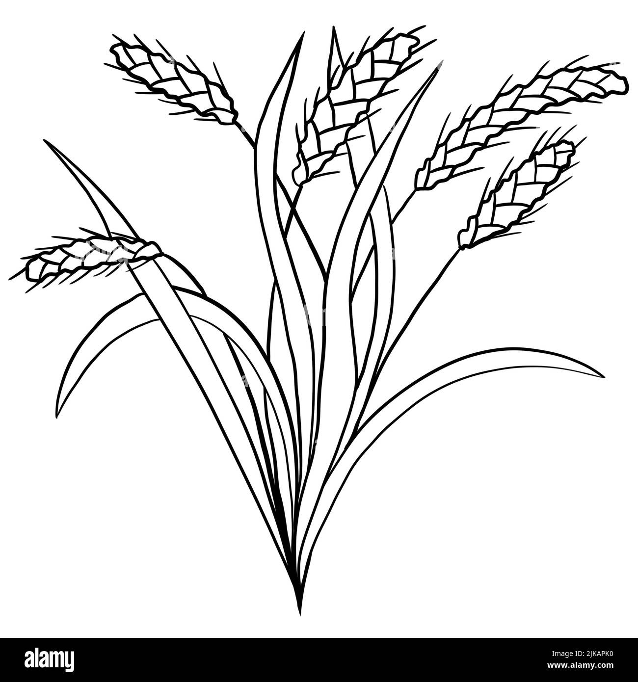 Simple Wheat Drawing