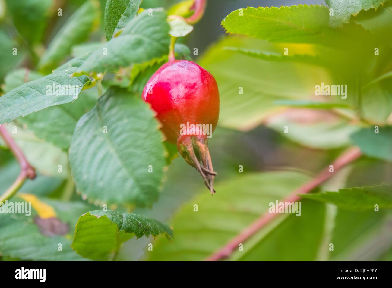 Autumn or summer nature background with rose hips branches in the ...