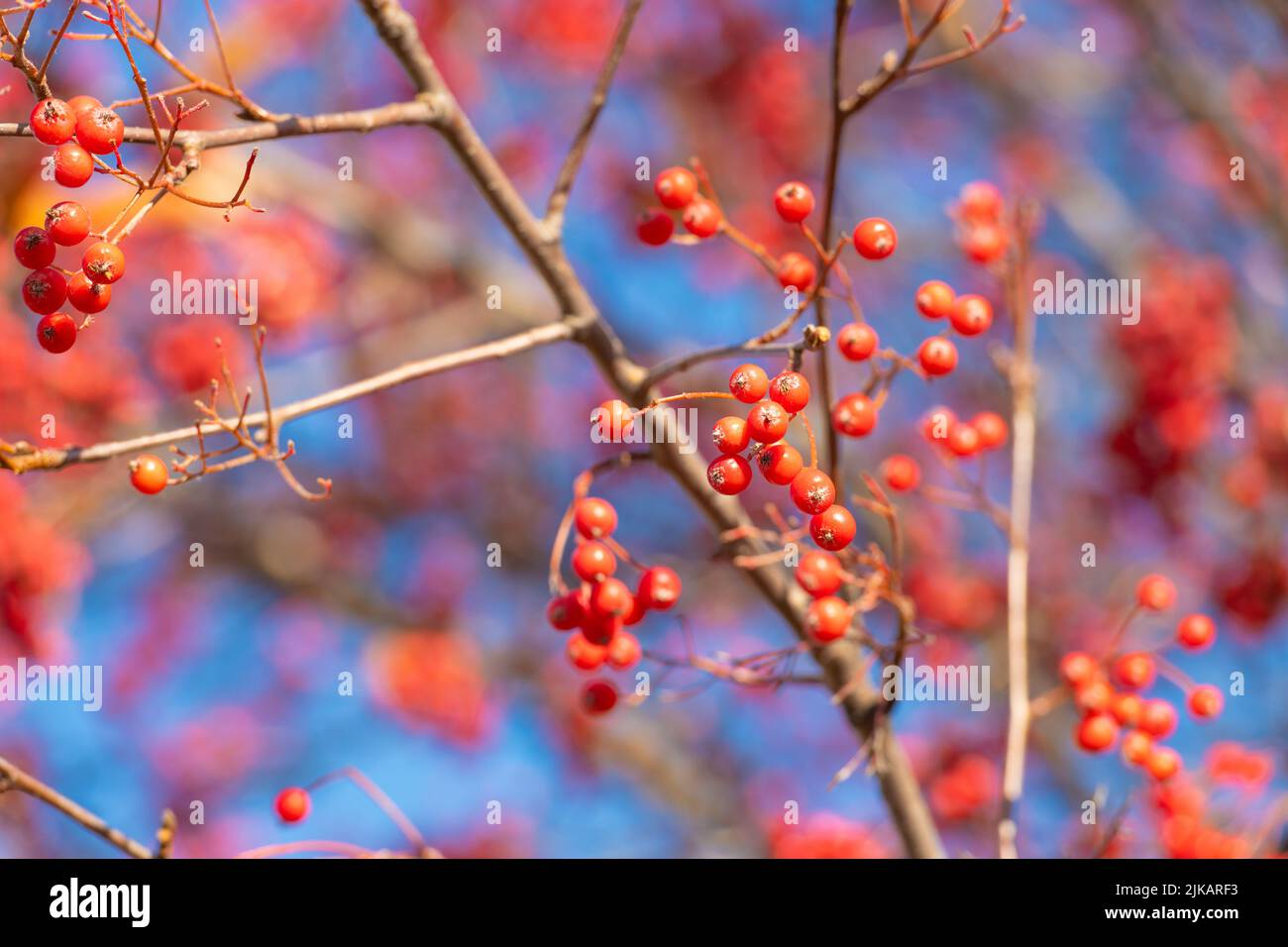 rowan tree with red berry on branch and sky background. selective focus ...