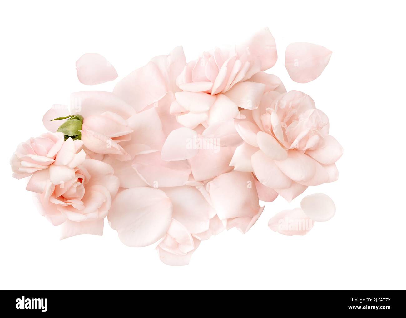 Pale pink rose on white background with petals, closeup texture of rose ...