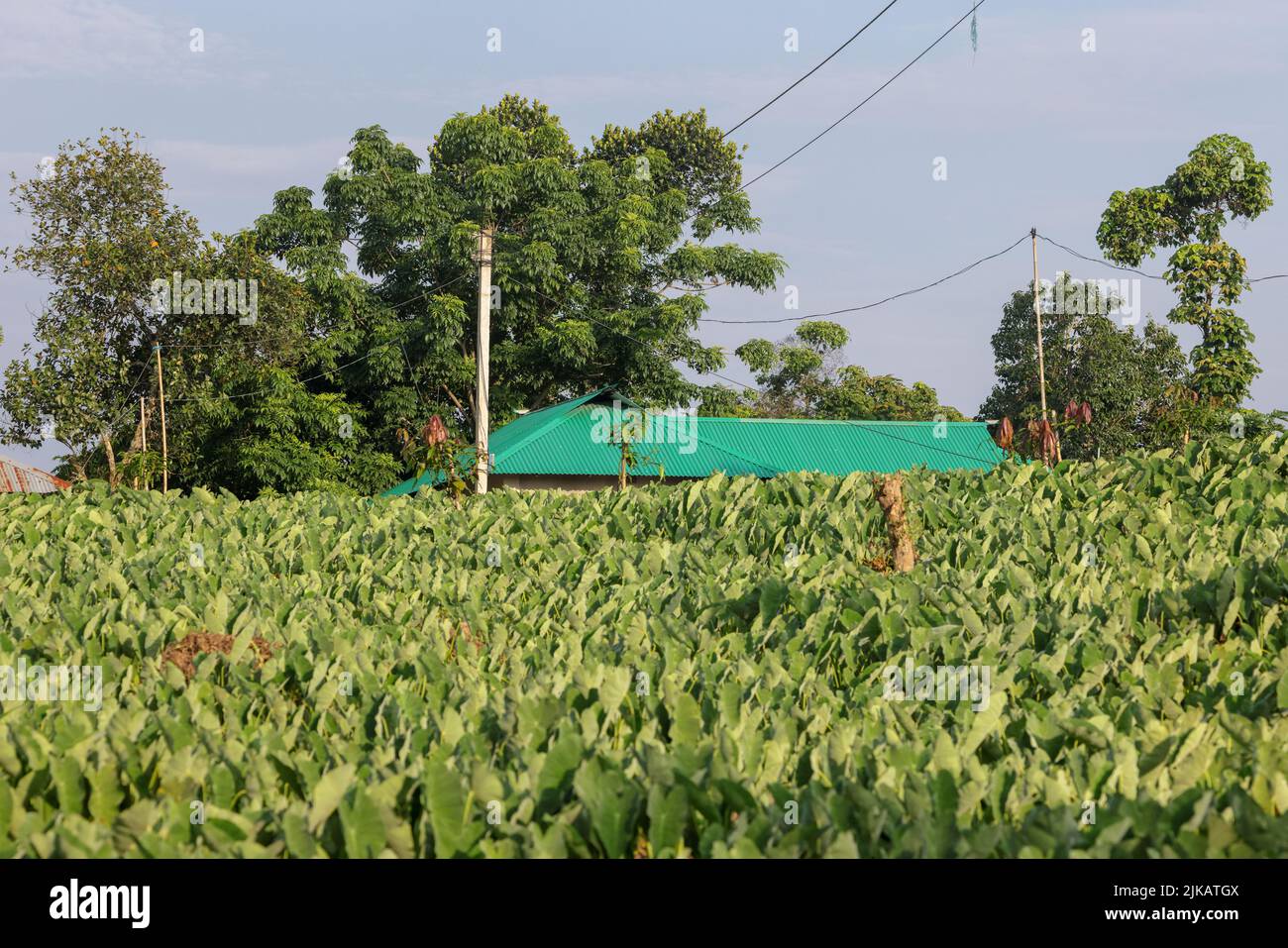 Jhum cultivation in bangladesh. this photo was taken from Chittagong ...