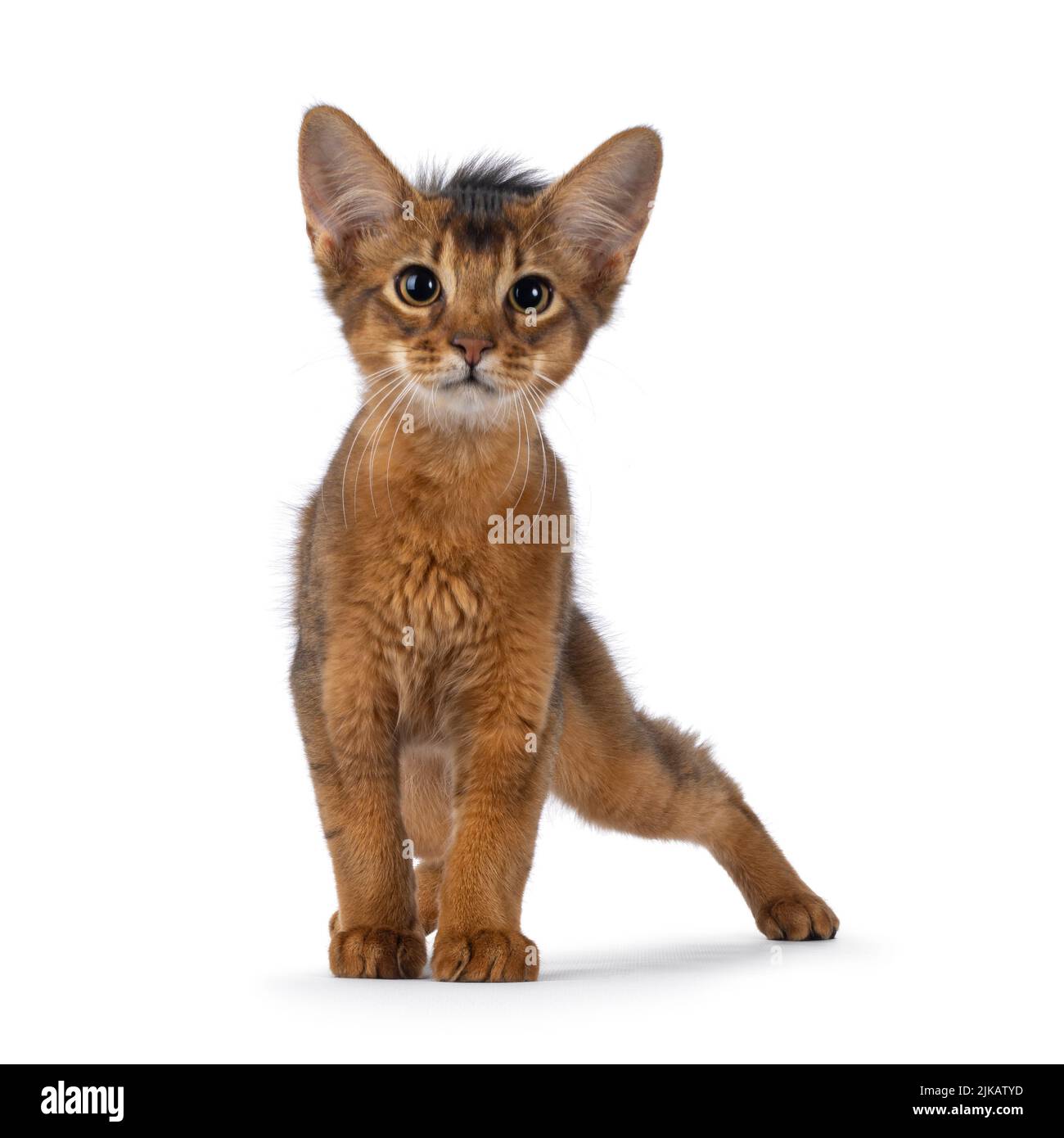 Cute ruddy Somali cat kitten, standing facing front. Looking towards ...