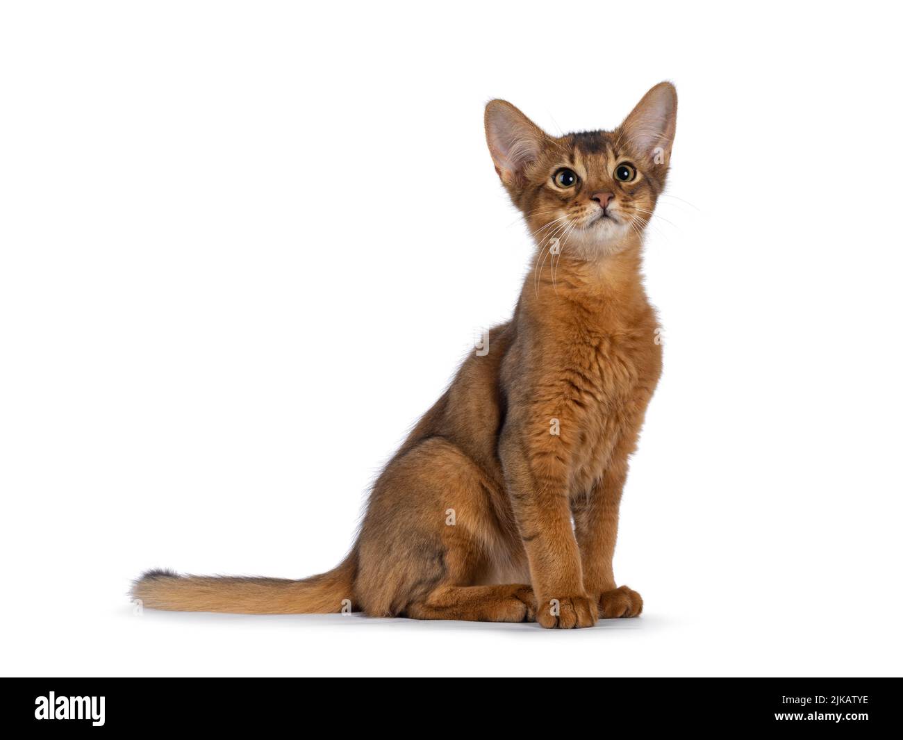 Ruddy Somali Kitten