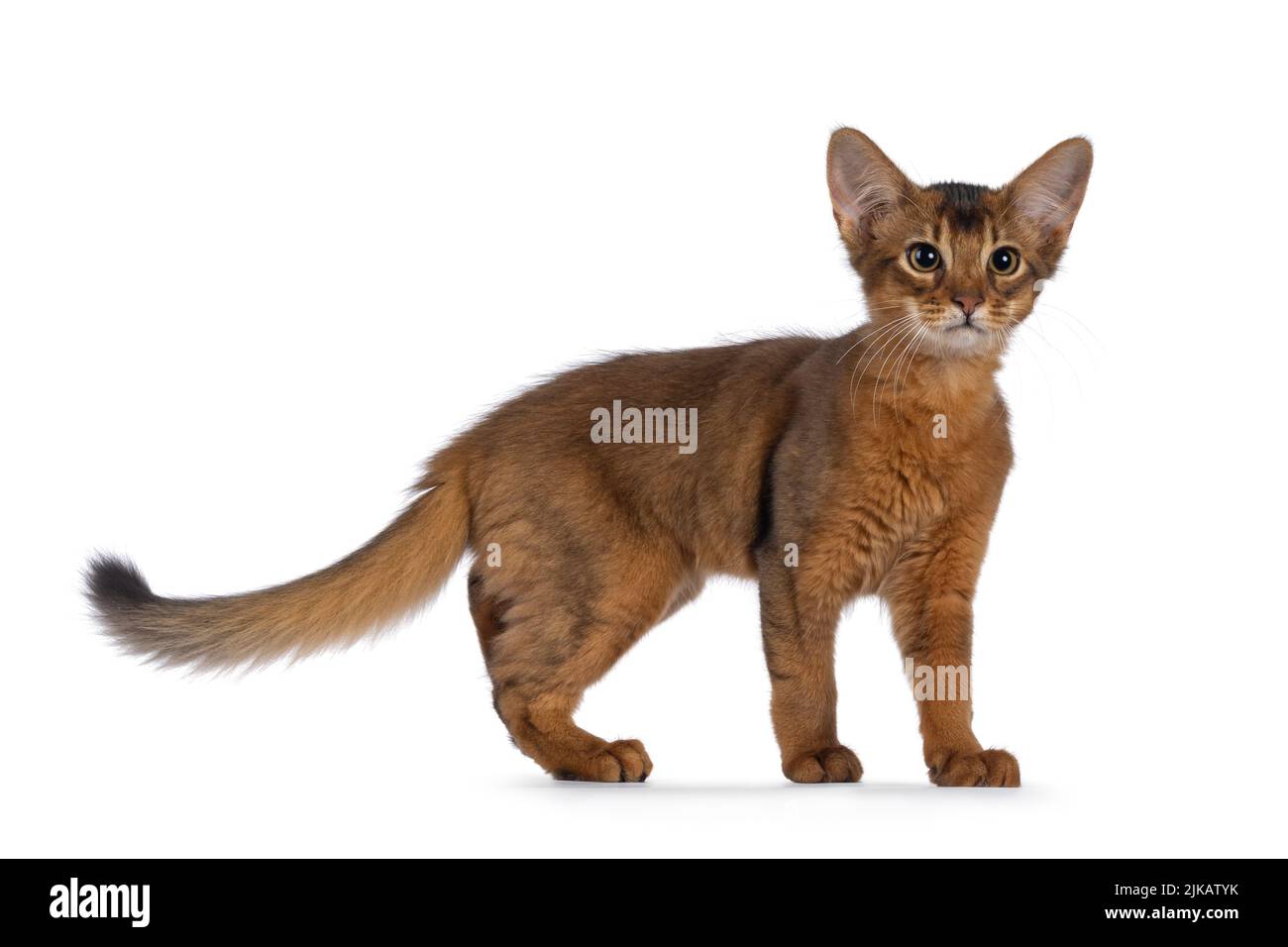 Cute ruddy Somali cat kitten, standing side ways. Looking towards ...