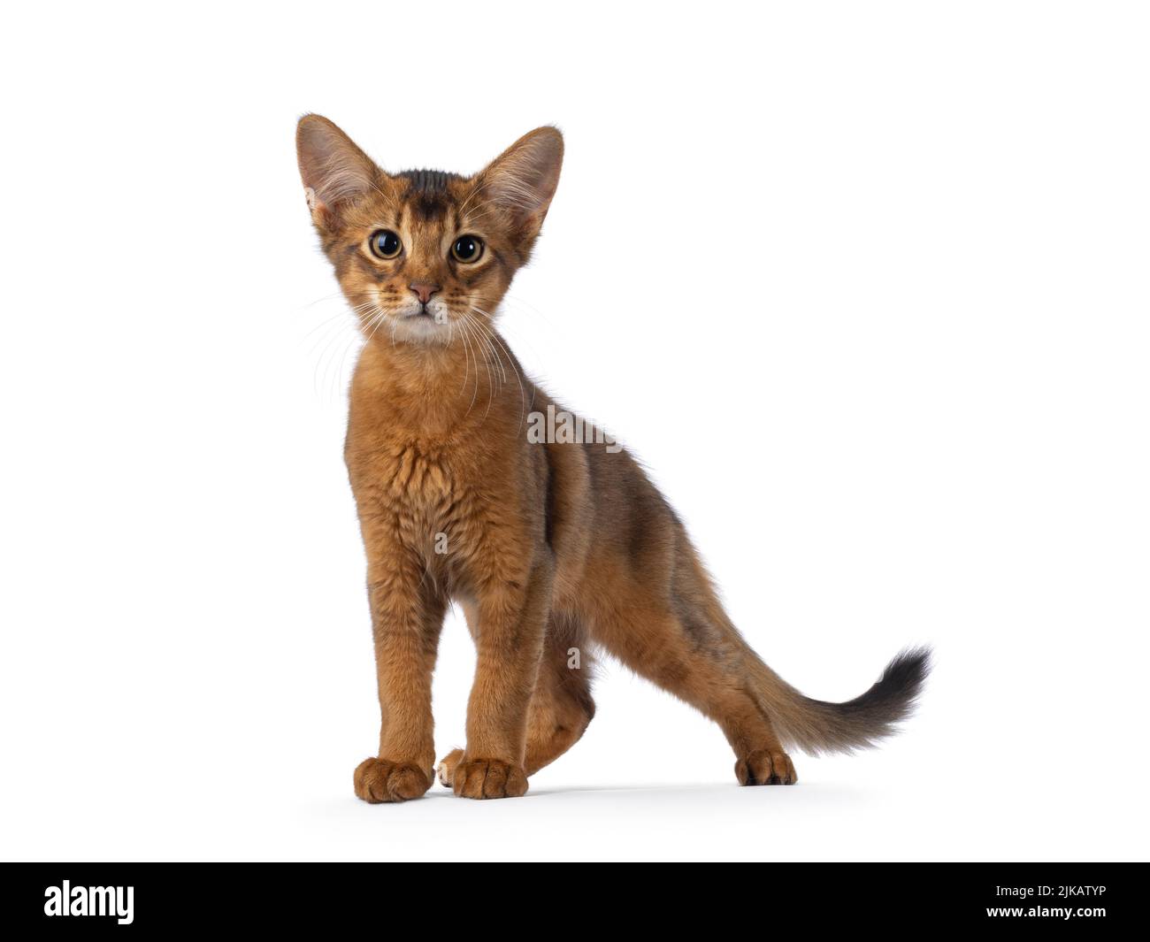 Cute ruddy Somali cat kitten, standing facing front. Looking towards ...