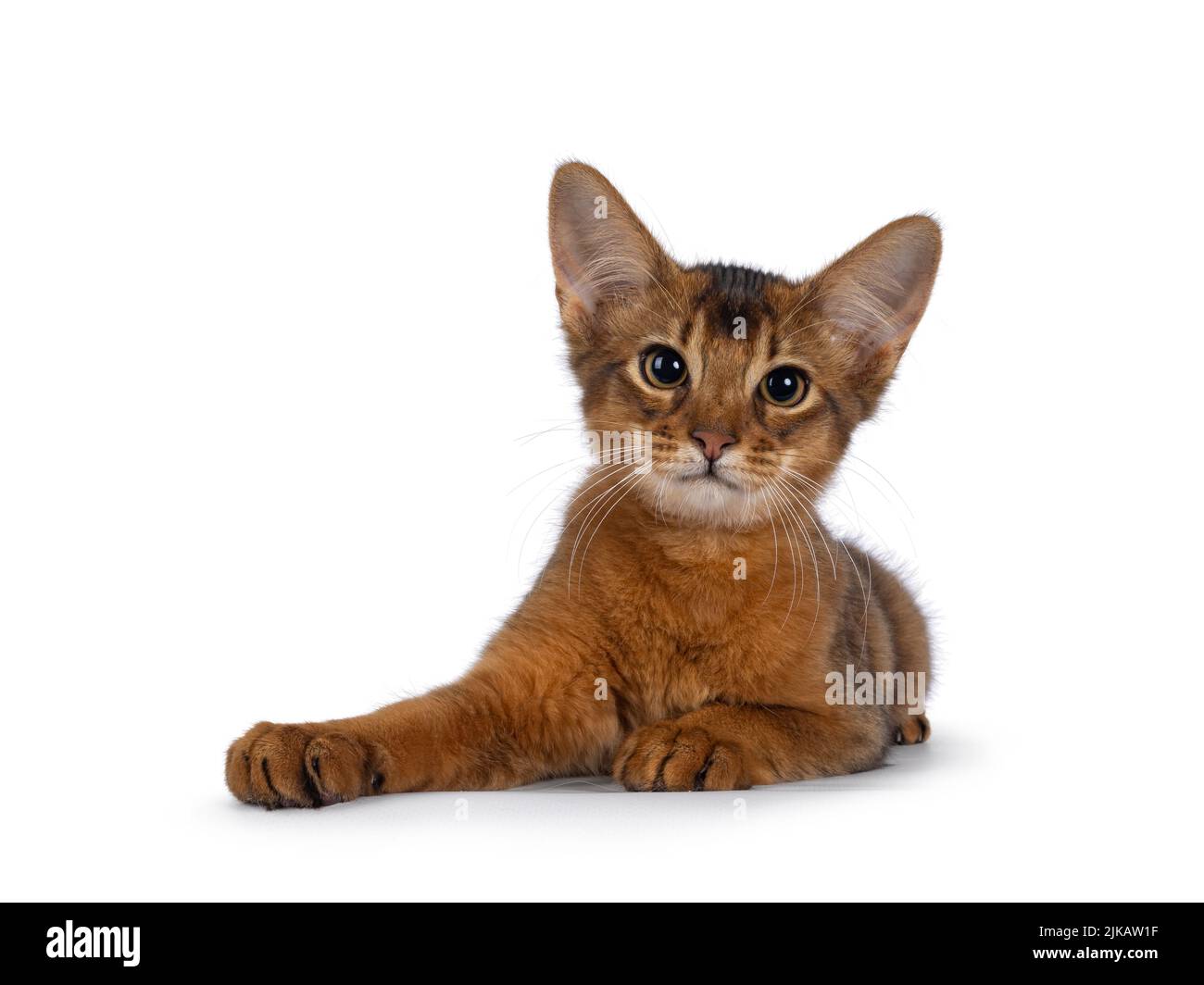 Cute ruddy Somali cat kitten, laying down facing front. Looking towards ...