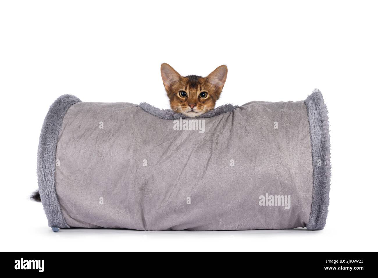 Cute ruddy Somali cat kitten, sitting in toy tunnel. Looking towards ...