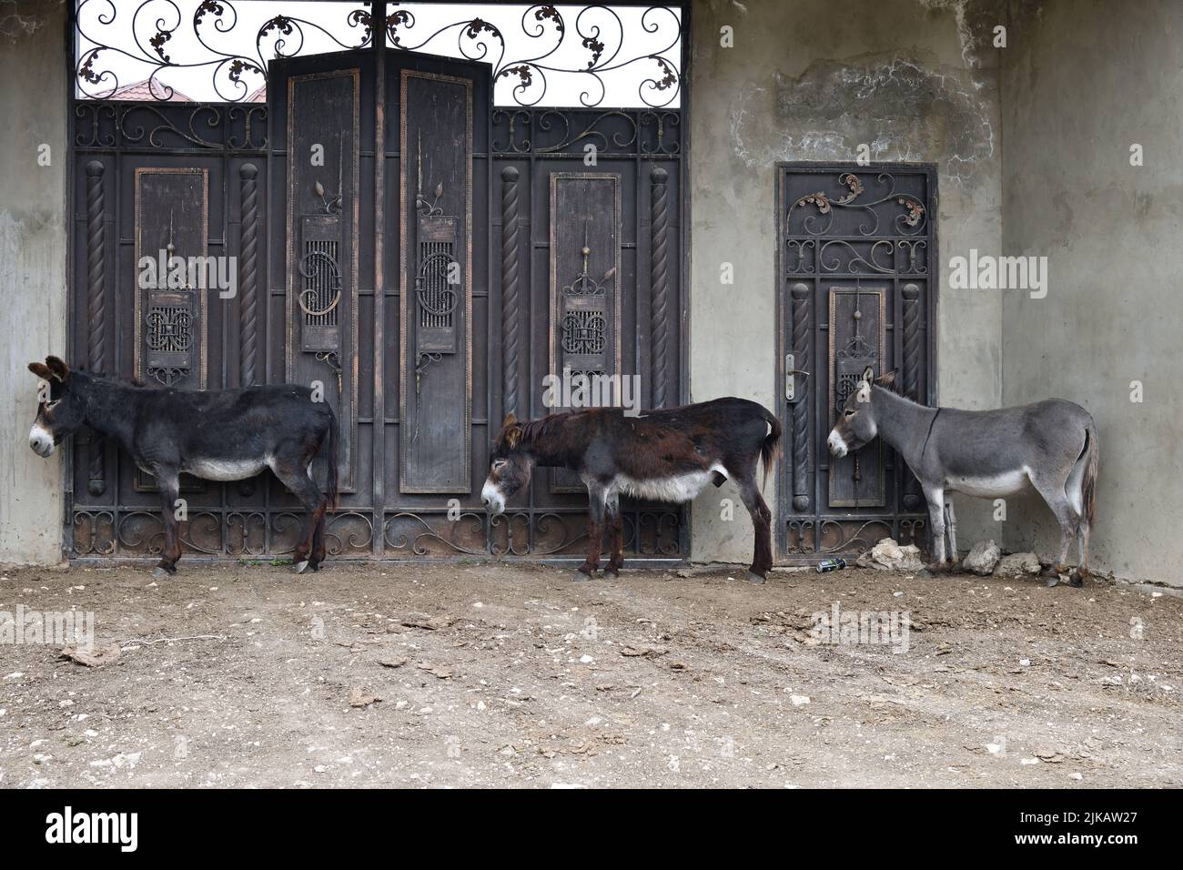 Balkhar hi-res stock photography and images - Alamy