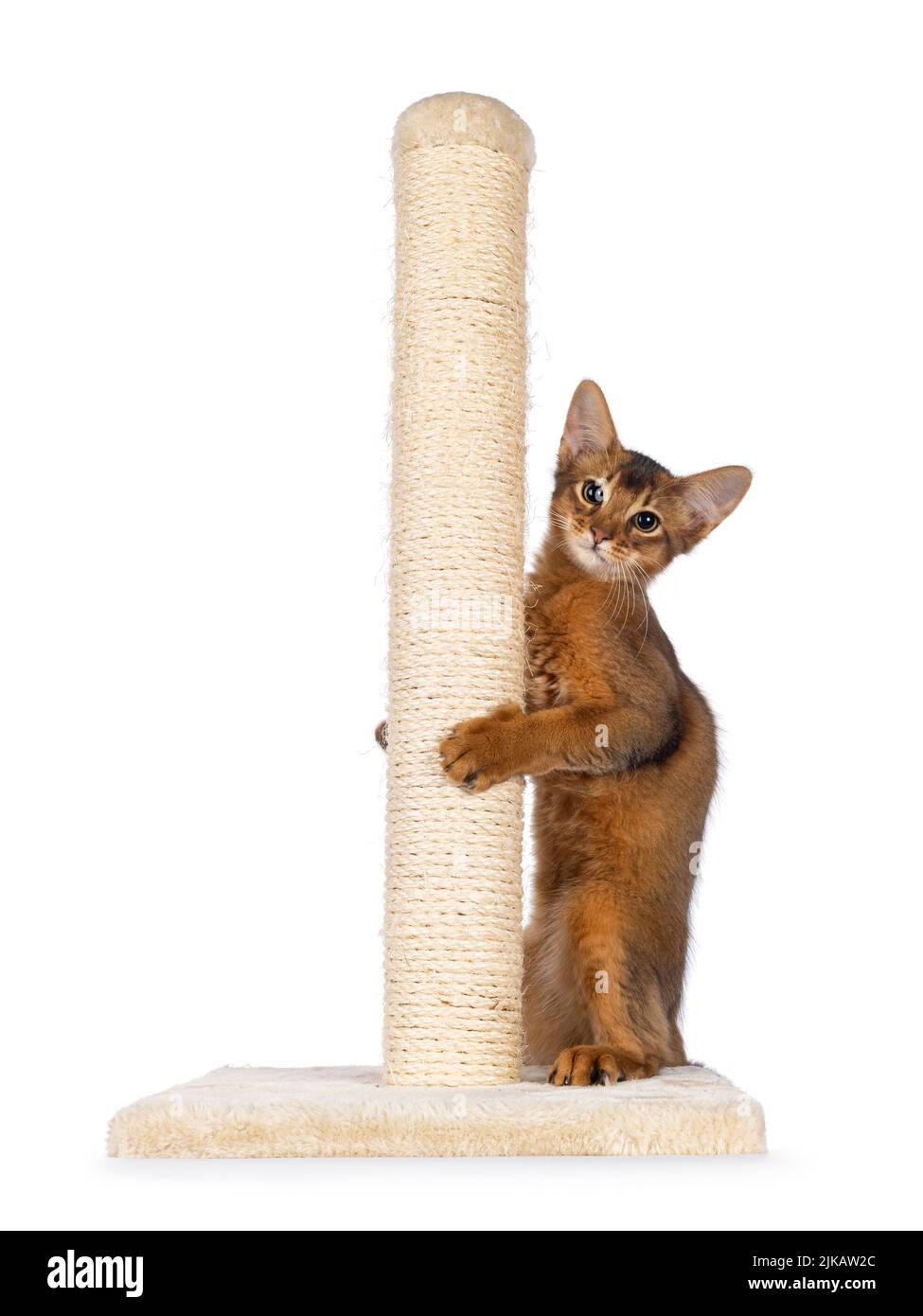 Cute ruddy Somali cat kitten, playing in scratching pole. Looking ...