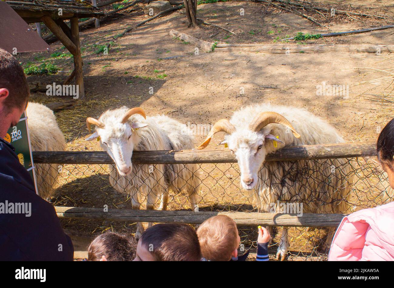 Wallachian sheep hi-res stock photography and images - Alamy