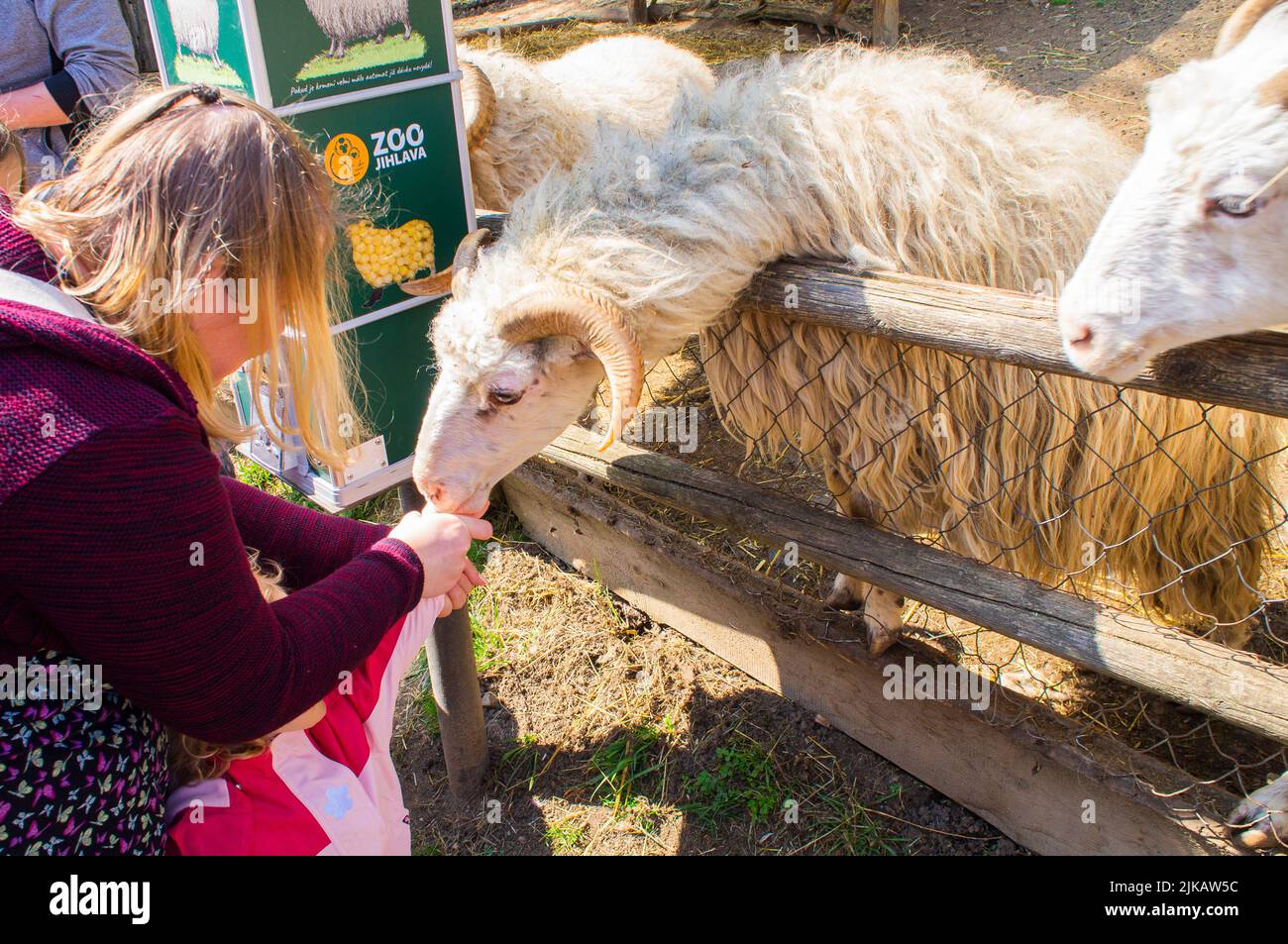 Wallachian sheep hi-res stock photography and images - Alamy