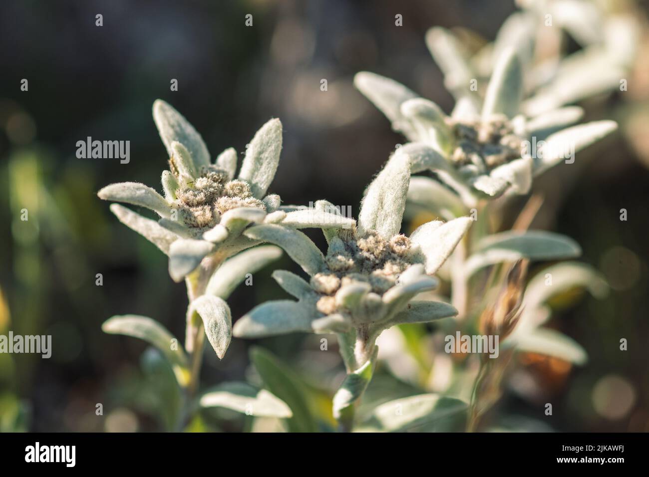 Stella Alpina, Edelweiss flower, Alpine Edelweiss flowers, photo of a ...