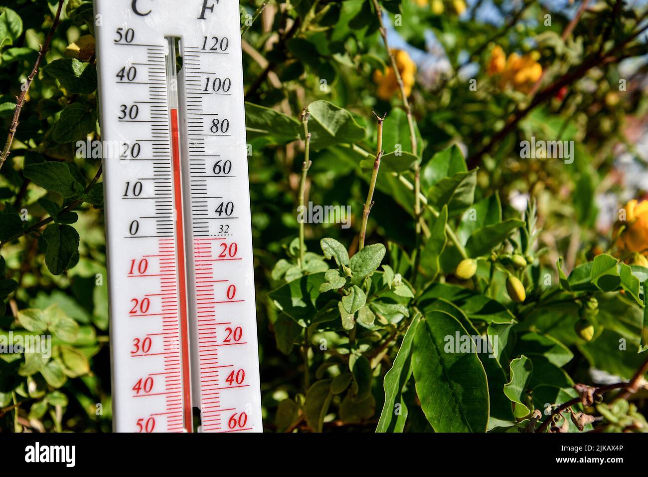 Heat wave flowers hi-res stock photography and images - Alamy