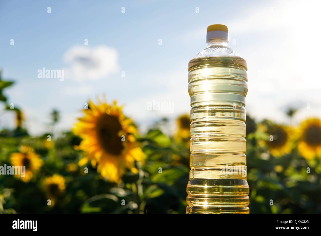 Sunflower oil plantation hi-res stock photography and images - Alamy