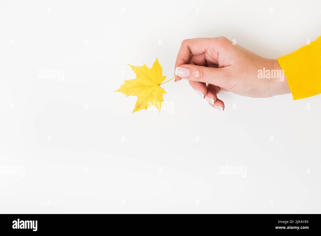 Hand holding maple leaf hi-res stock photography and images - Alamy