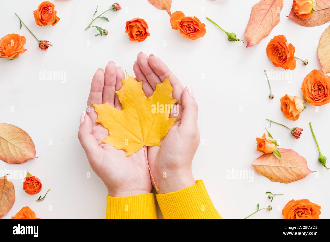 autumn fun fall yellow maple leaf hands rose buds Stock Photo - Alamy