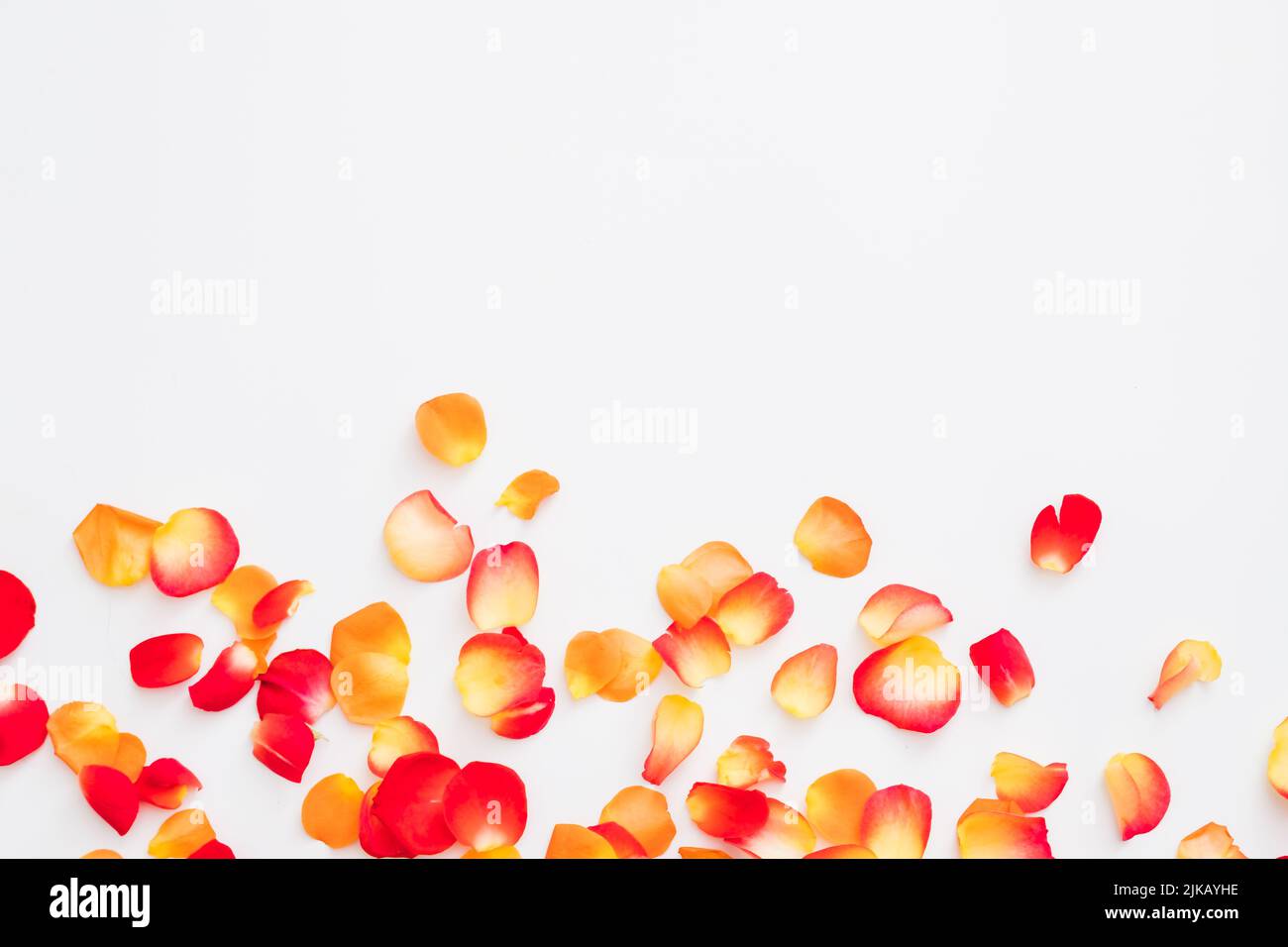 floral greeting card rose petals white background Stock Photo - Alamy