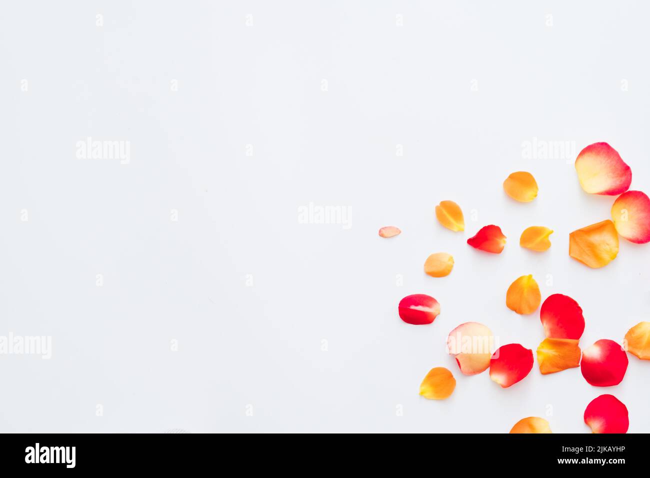 flower festival red rose petals white background Stock Photo - Alamy